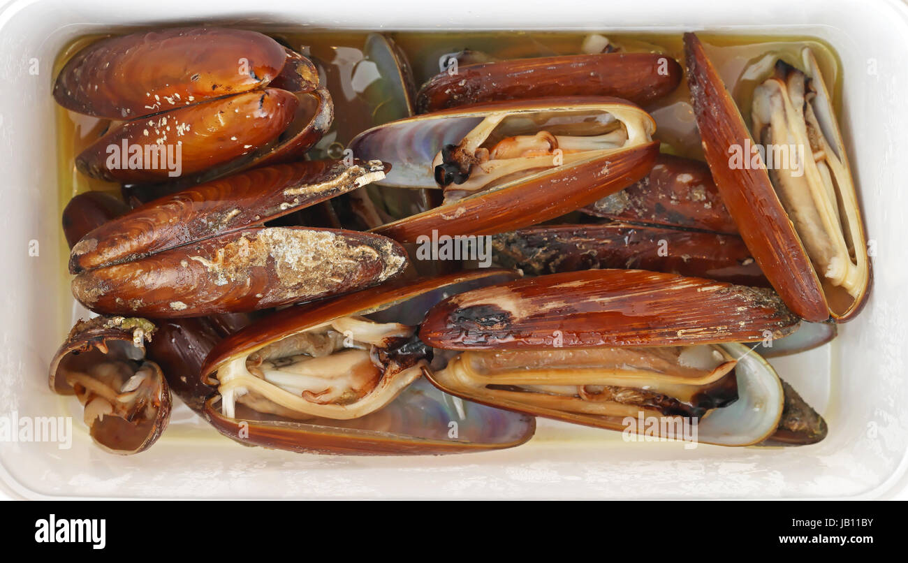 Lithophaga date shell molluscs delicacy meal Stock Photo - Alamy