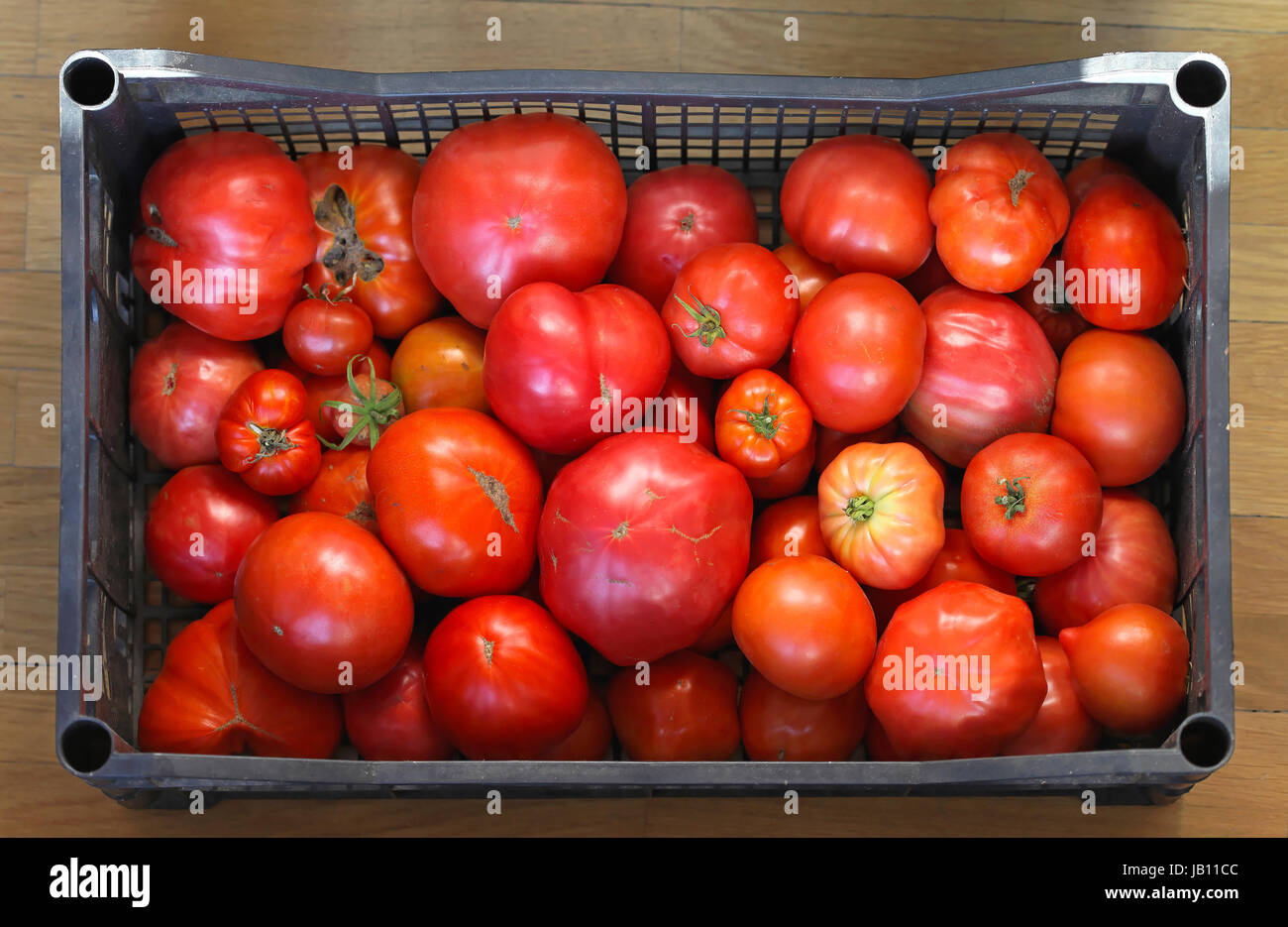 Various size of organically grown tomato in crate Stock Photo - Alamy