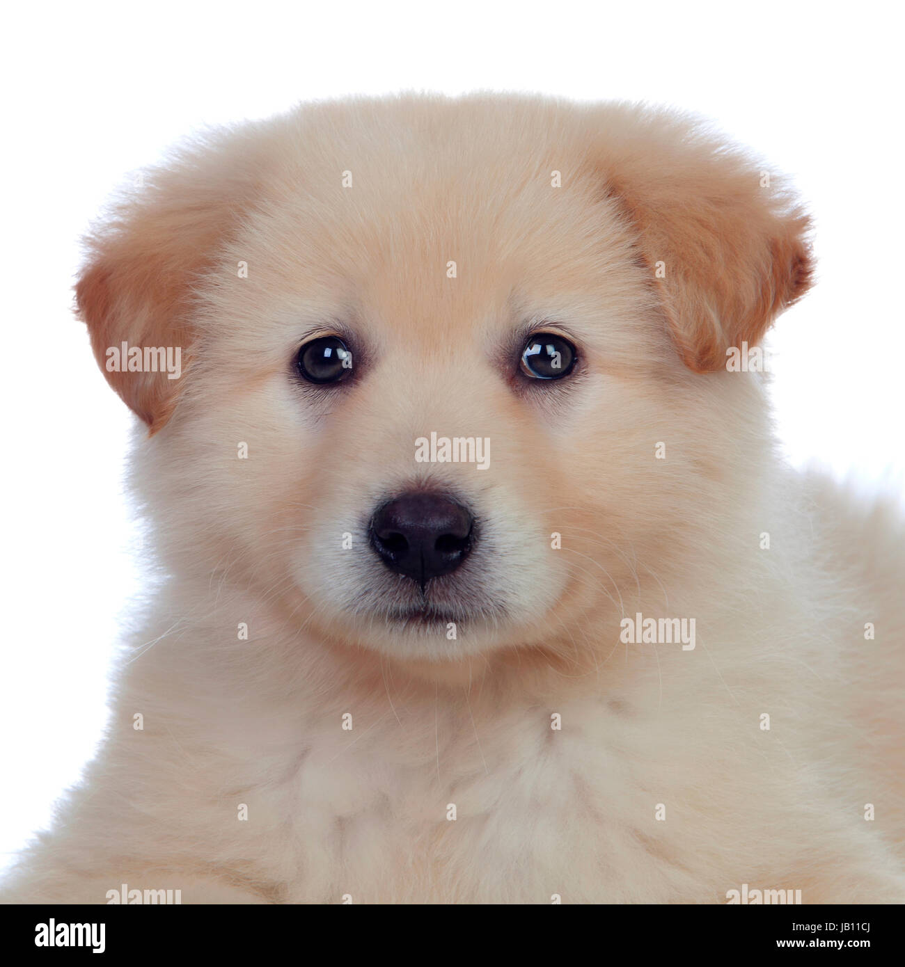 Portrait of adorable puppy dog with smooth hair isolated on white ...