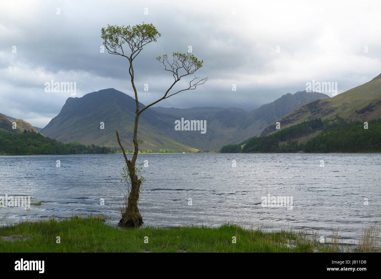 Lone tree buttermere lake district hi-res stock photography and images ...