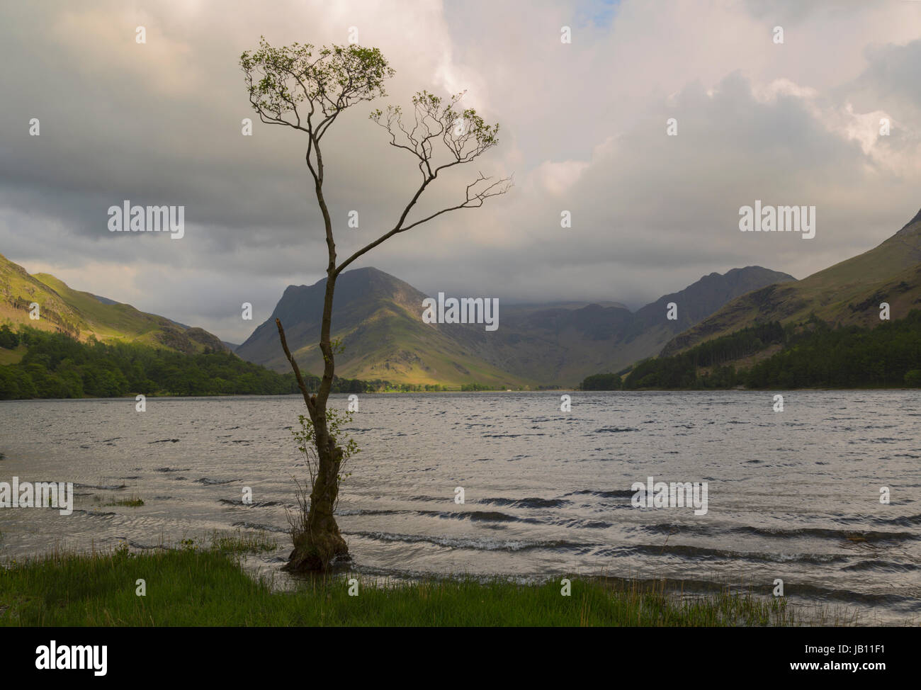 Lone tree buttermere lake district hi-res stock photography and images ...