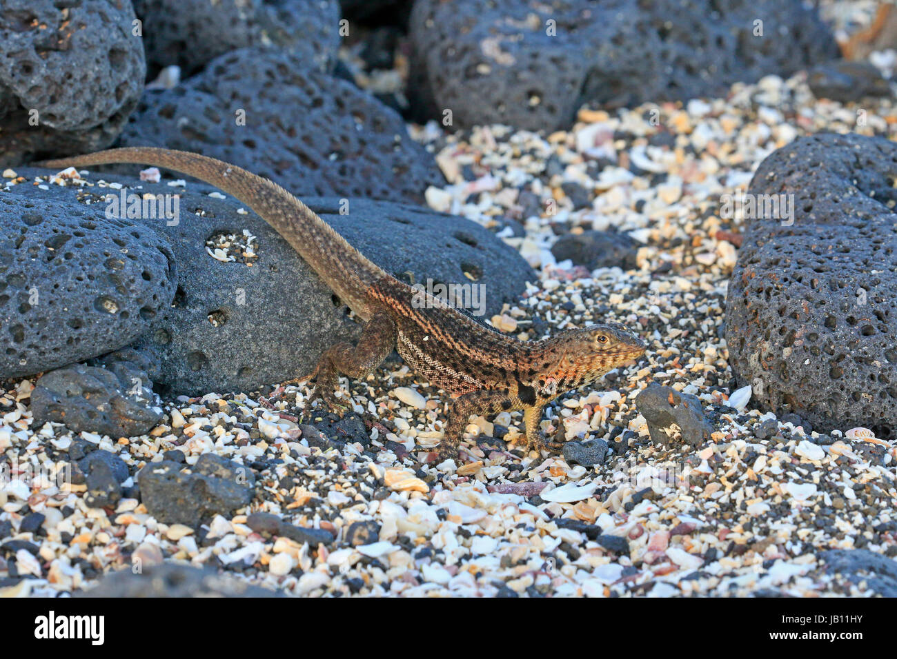 Lava Lizard on Santiago Island Galapagos Stock Photo - Alamy