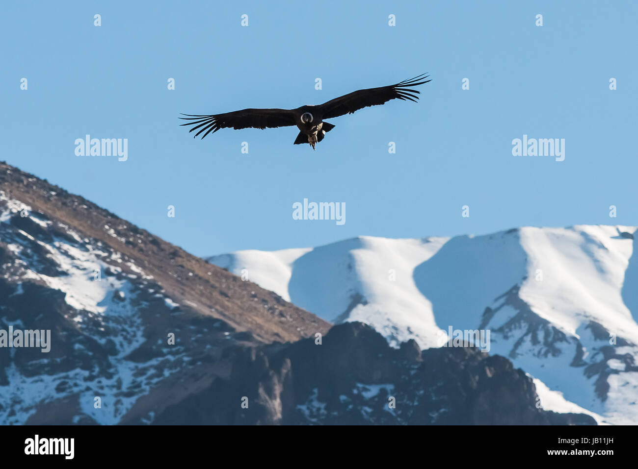 Andean condor flying in the Colca Canyon in the peruvian Andes at ...