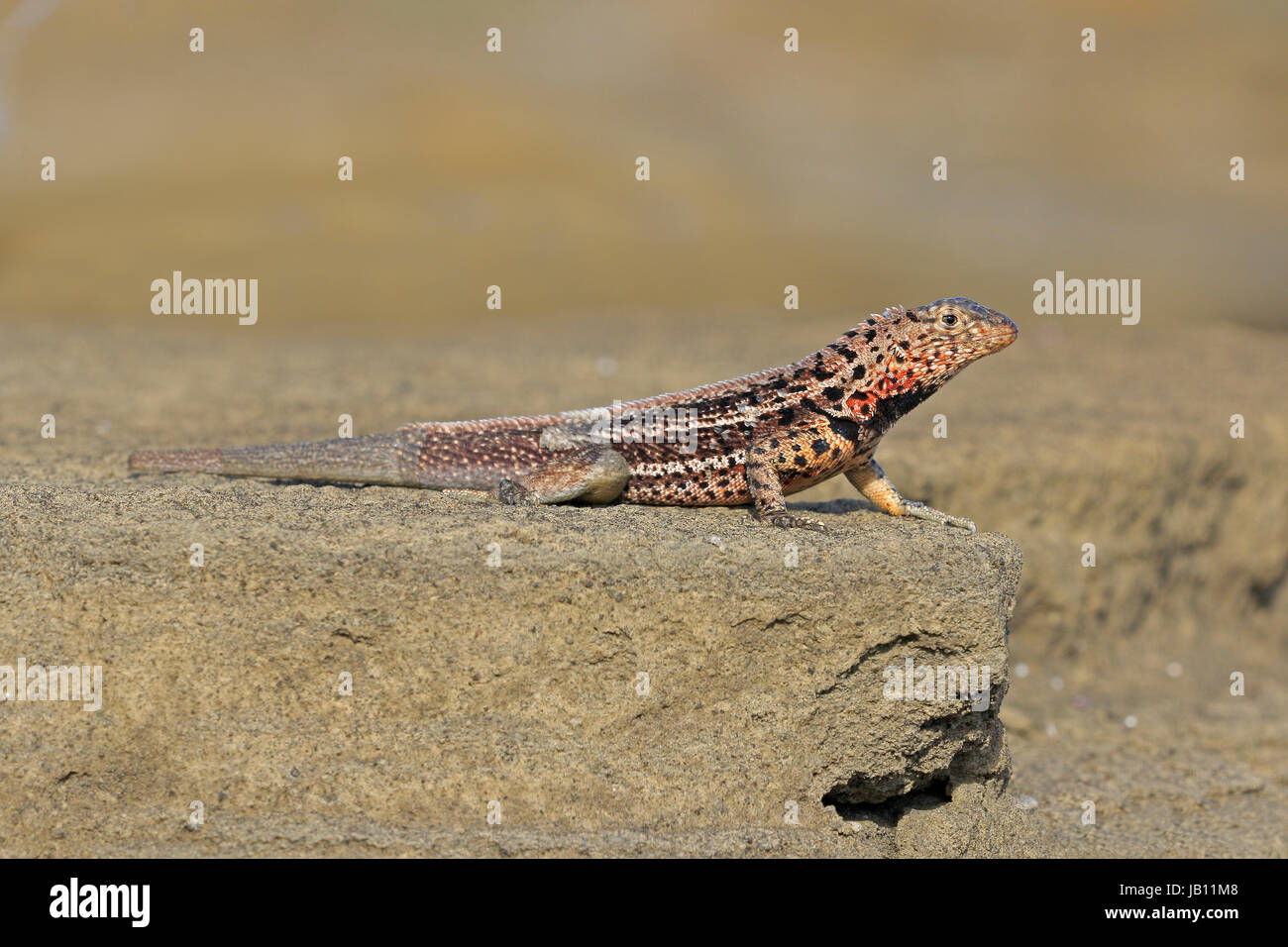 Lava Lizard on Santiago Island Galapagos Stock Photo - Alamy