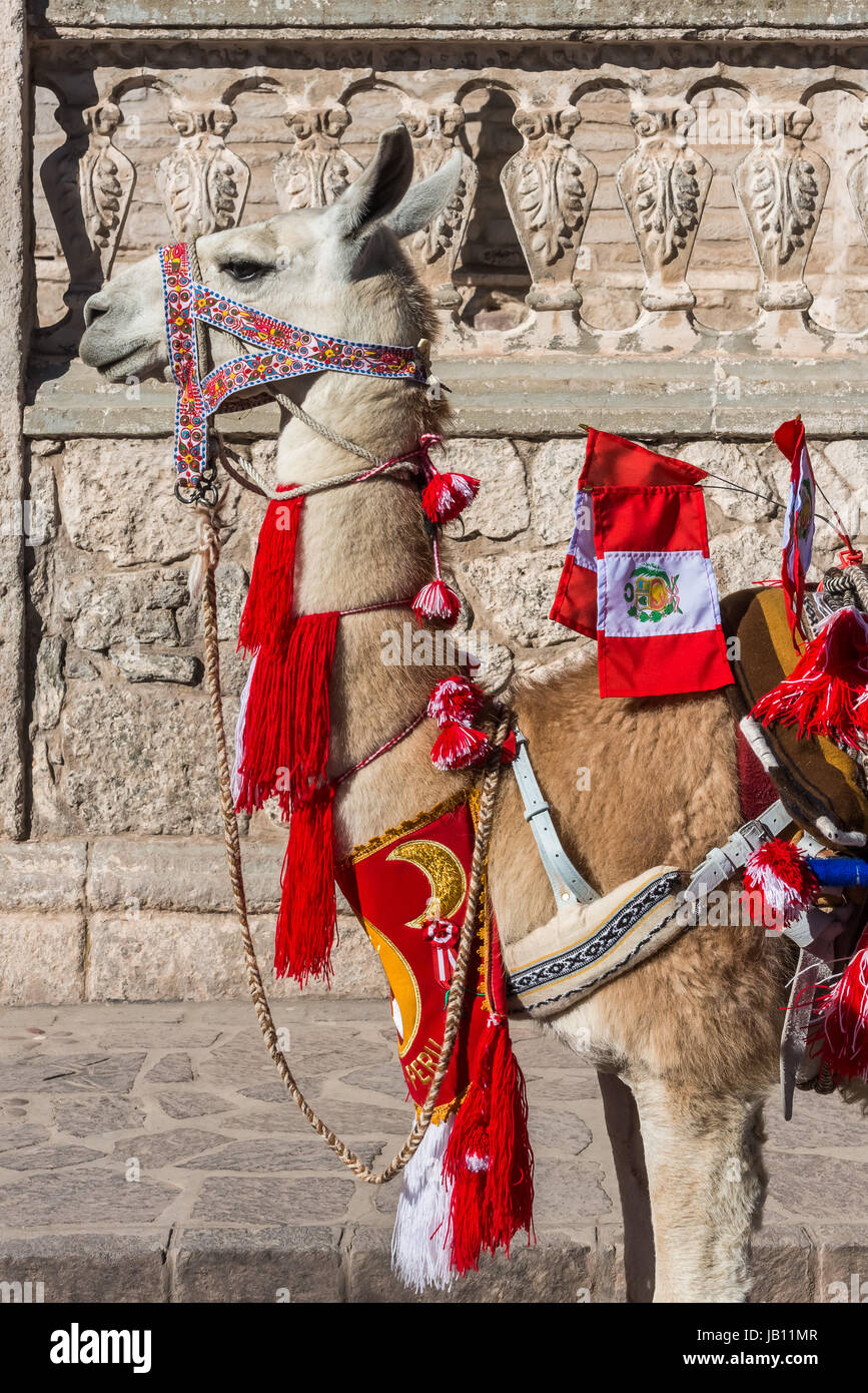 Llama with peruvian flags in the peruvian Andes at Arequipa Peru Stock ...