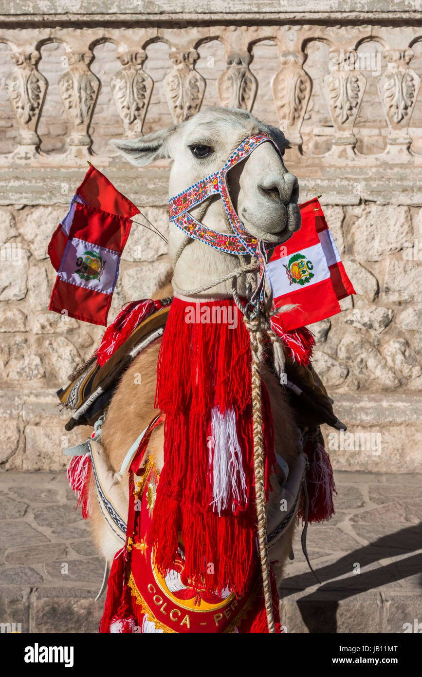 Llama with peruvian flags in the peruvian Andes at Arequipa Peru Stock ...