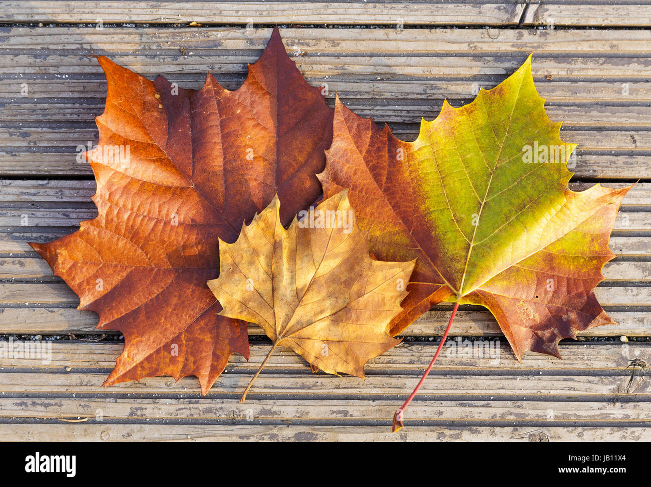 Dried maple leave Stock Photo - Alamy