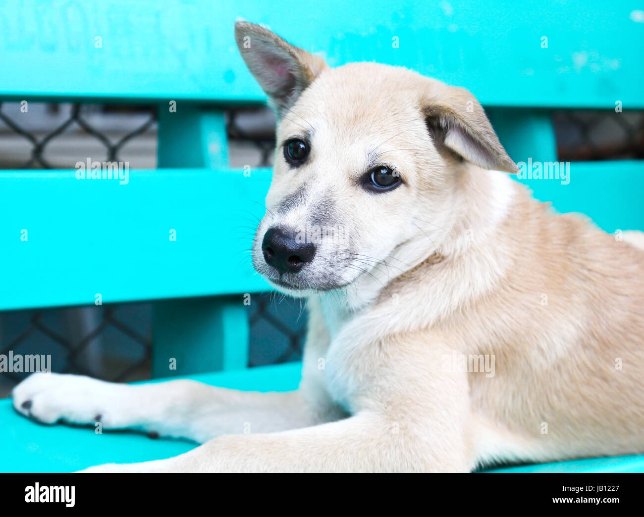 Brown street dog in thailand hi-res stock photography and images - Alamy