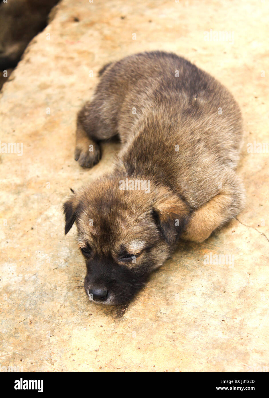 Little puppy dog resting on ground Stock Photo - Alamy