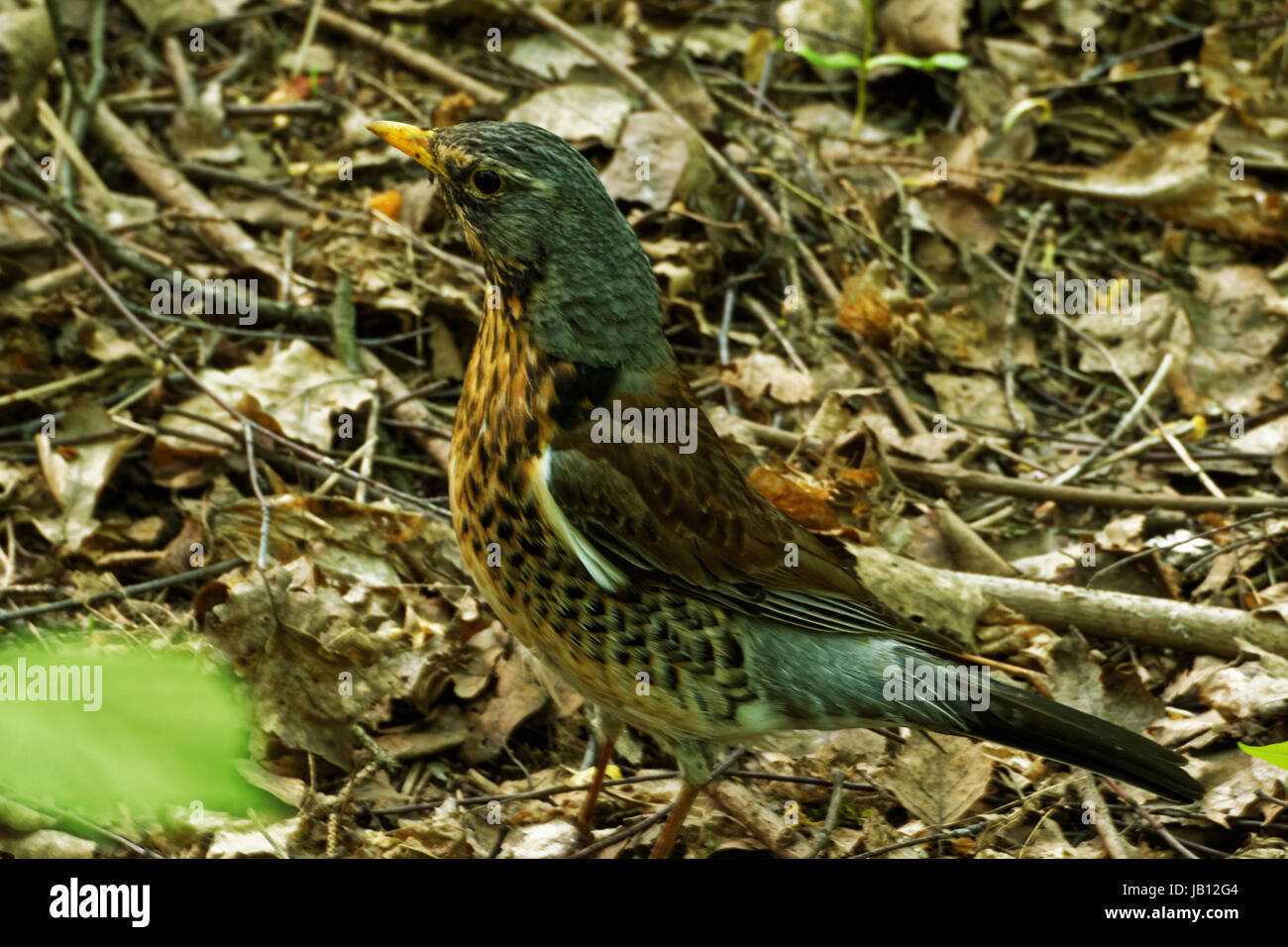 Member of the thrush family hi-res stock photography and images - Alamy