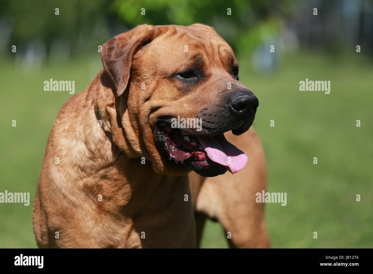 Tosa inu male dog closeup in natural environment Stock Photo - Alamy
