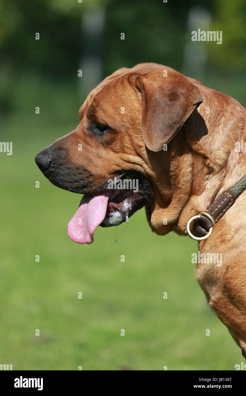 Tosa inu sheperd japanese dog portrait against green natural background ...