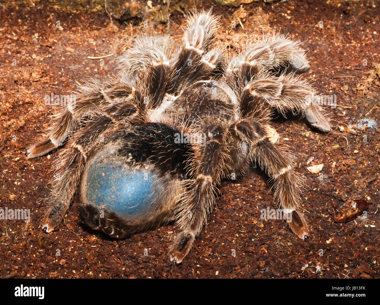 Beautiful macro photo of huge dangerous spider Stock Photo - Alamy