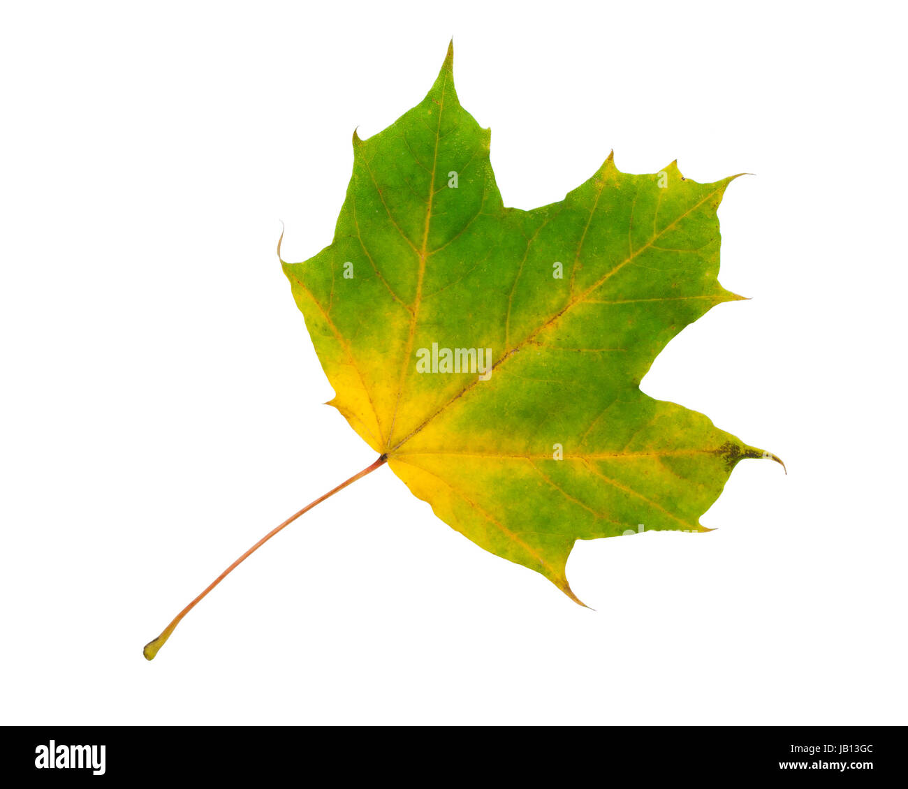 Beautiful maple leaf isolated on white background Stock Photo - Alamy