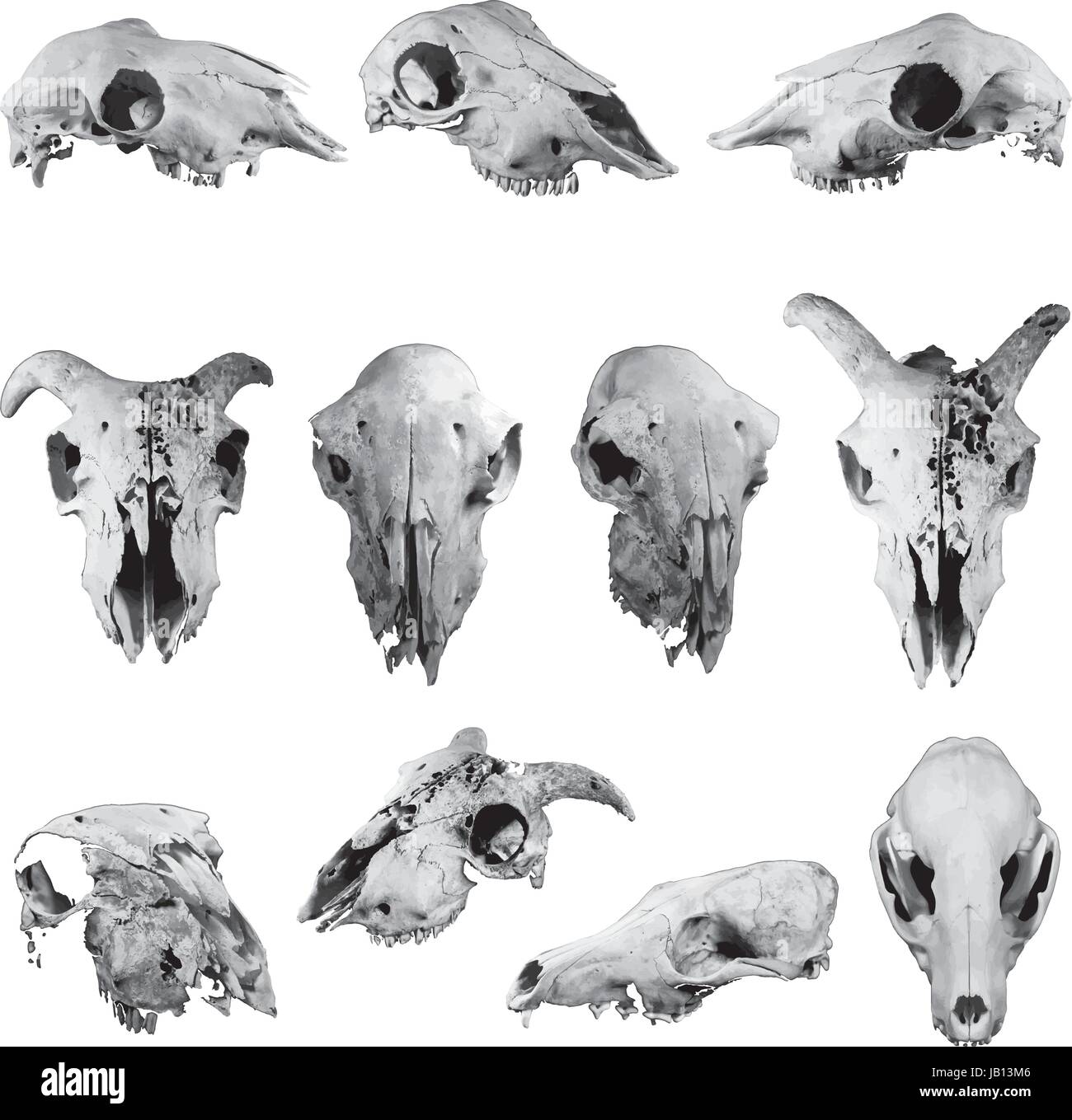 Collection of Abstract Animal Vector Skulls Stock Vector Image & Art ...