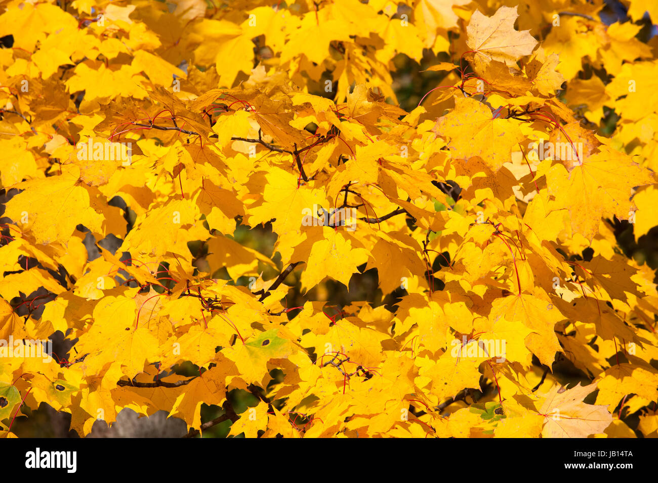 Beautiful photo of autumn maple with golden yellow leaves Stock Photo ...