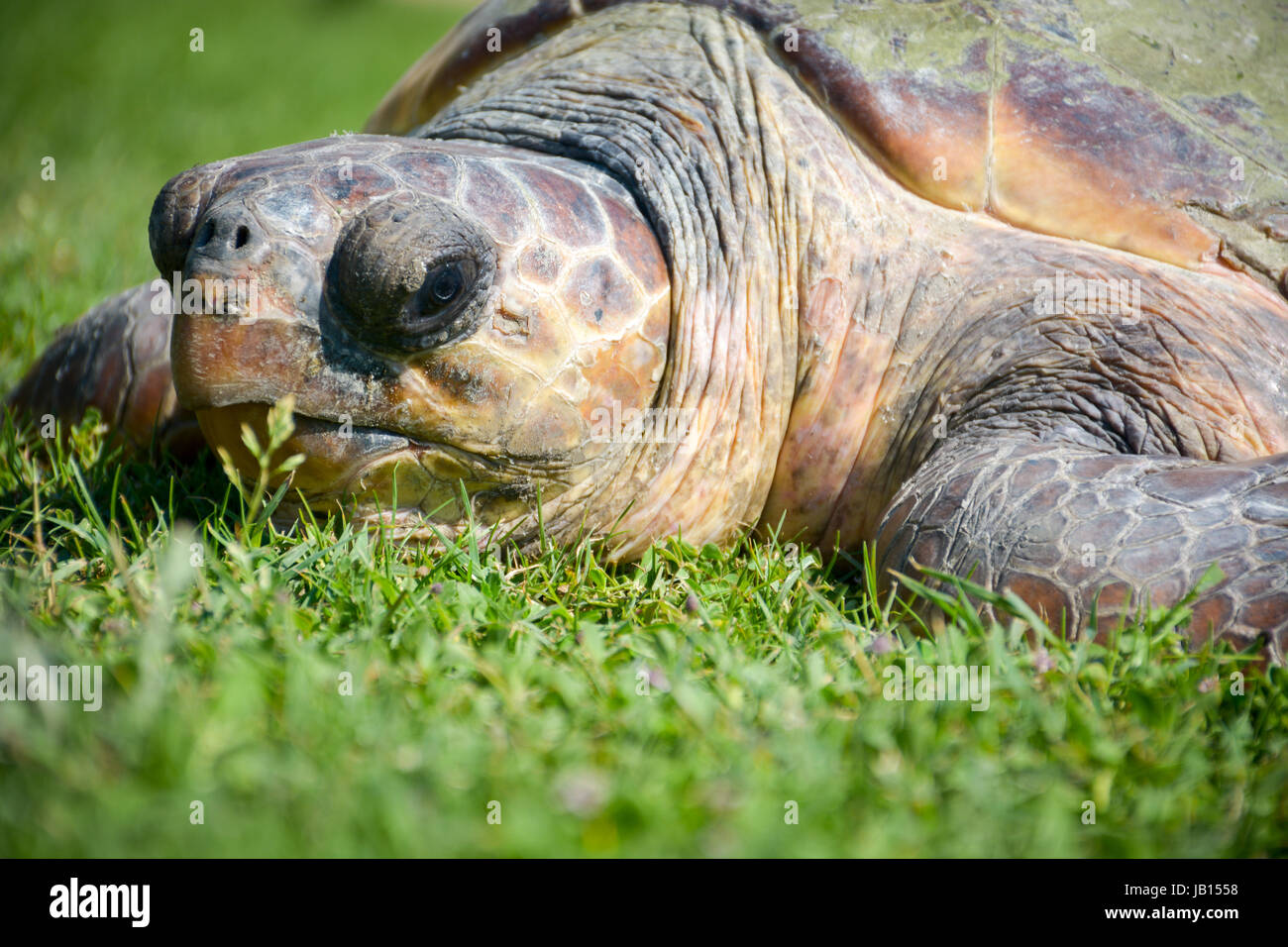 Sea turtle release hi-res stock photography and images - Alamy
