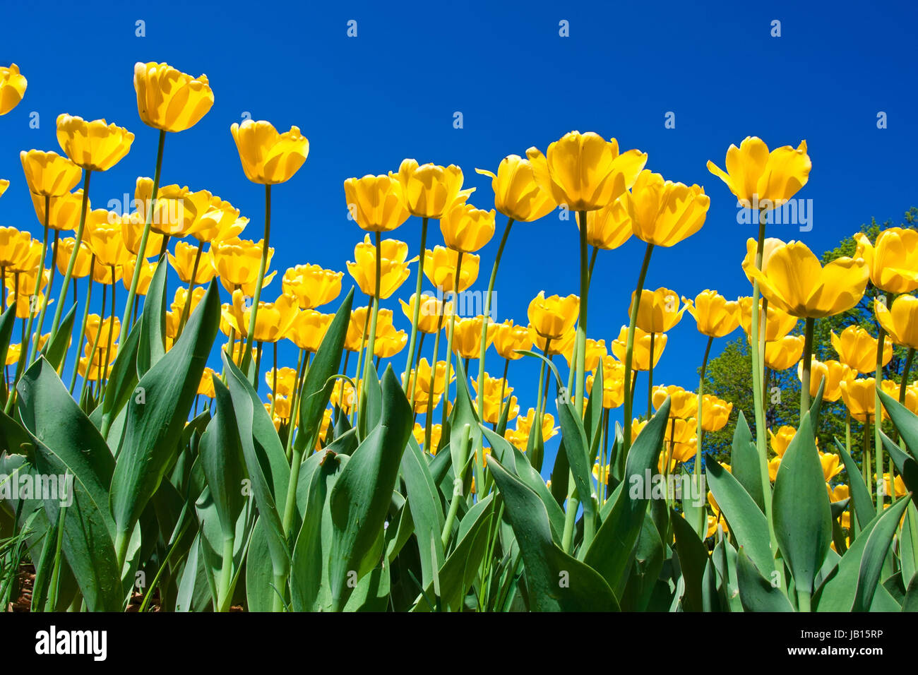 Beautiful colourful tulip flowers background in spring Stock Photo - Alamy