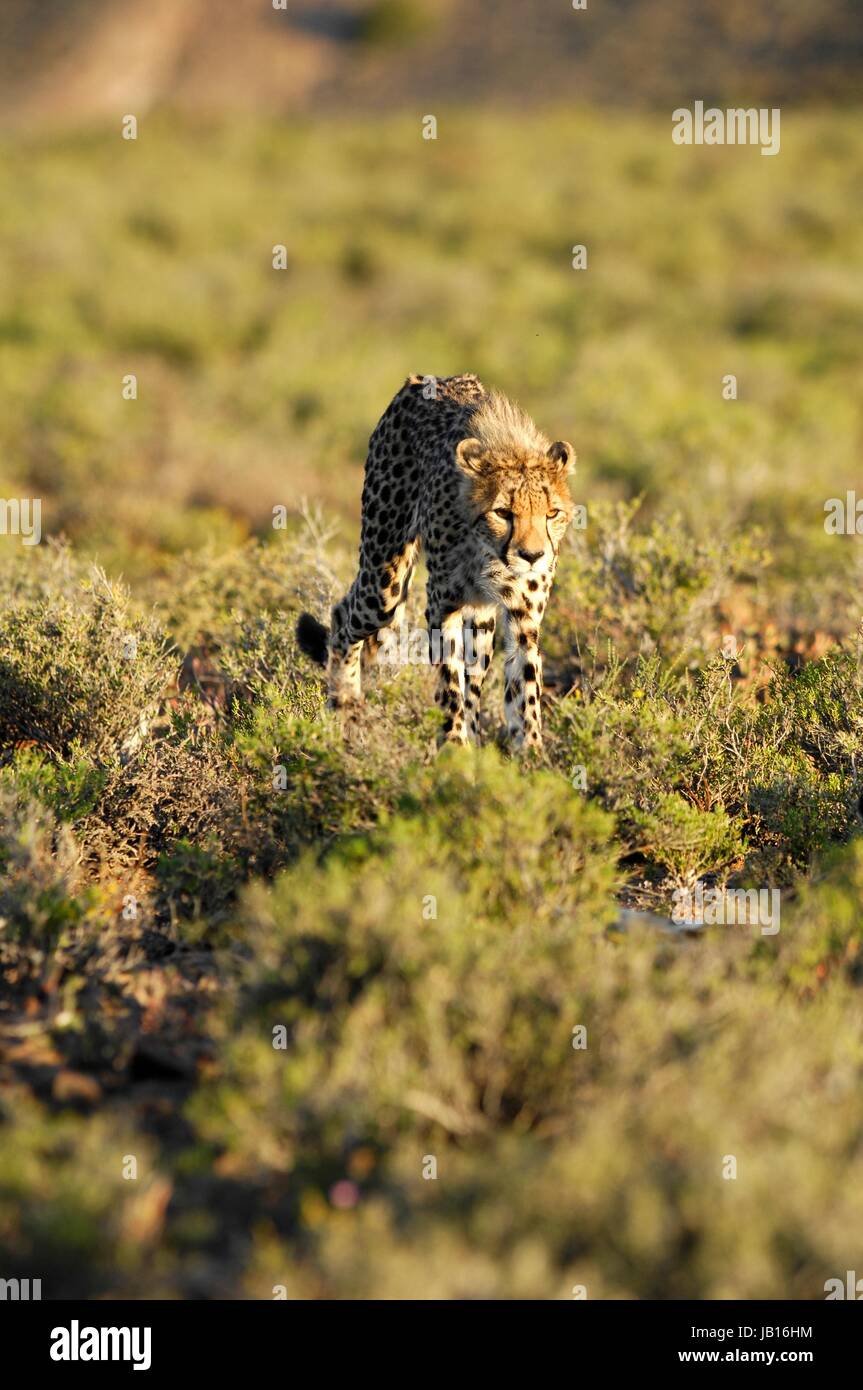 A shot of a wild cheetah in captivity Stock Photo - Alamy