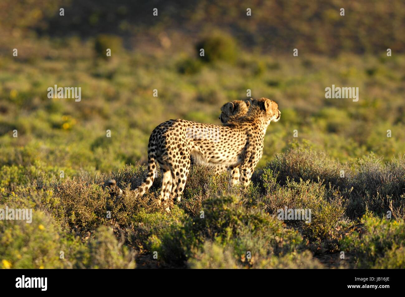 A shot of a wild cheetah in captivity Stock Photo - Alamy