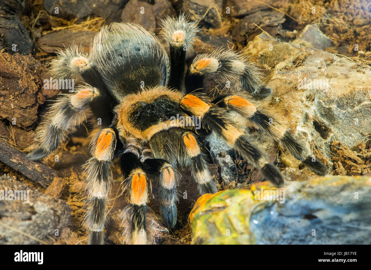 Tarantula spider in nature. Close up macro shot Stock Photo - Alamy