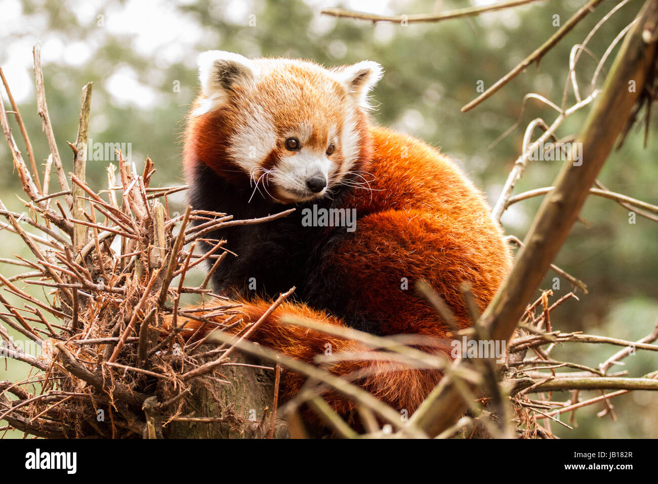 Red panda at central park zoo hi-res stock photography and images - Alamy