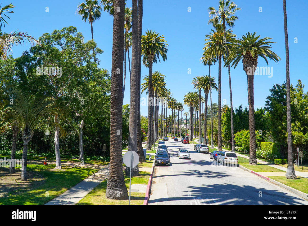 Typical street view in Beverly Hills - alley of Palm Trees - LOS ...