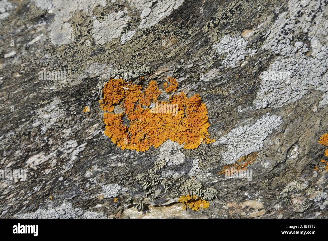 Flechten, Felsen, flechte, fels, stein, natur, botanik, umwelt, gebirge ...