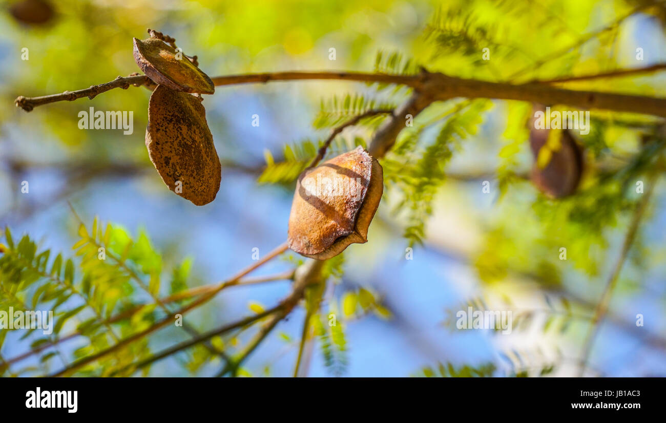 Beautiful trees in Beverly Hills - LOS ANGELES - CALIFORNIA Stock Photo ...