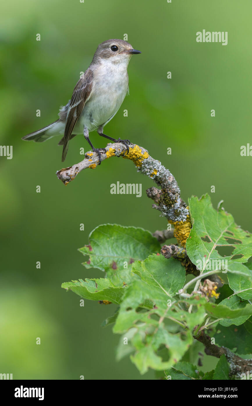 Female flycatcher hi-res stock photography and images - Alamy