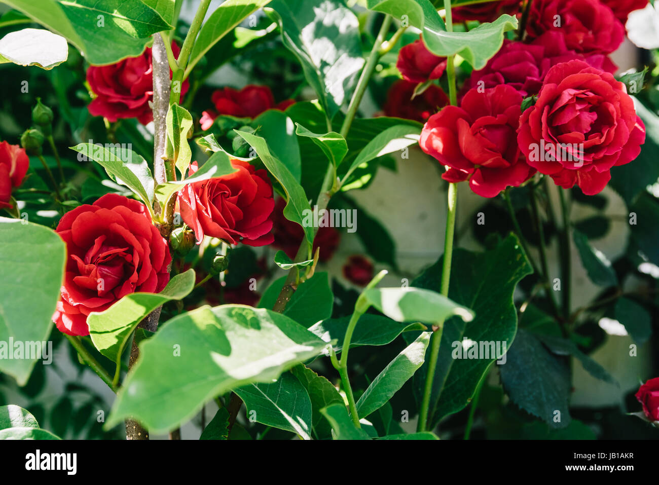 Beautiful Red Roses Garden In Summer Stock Photo - Alamy
