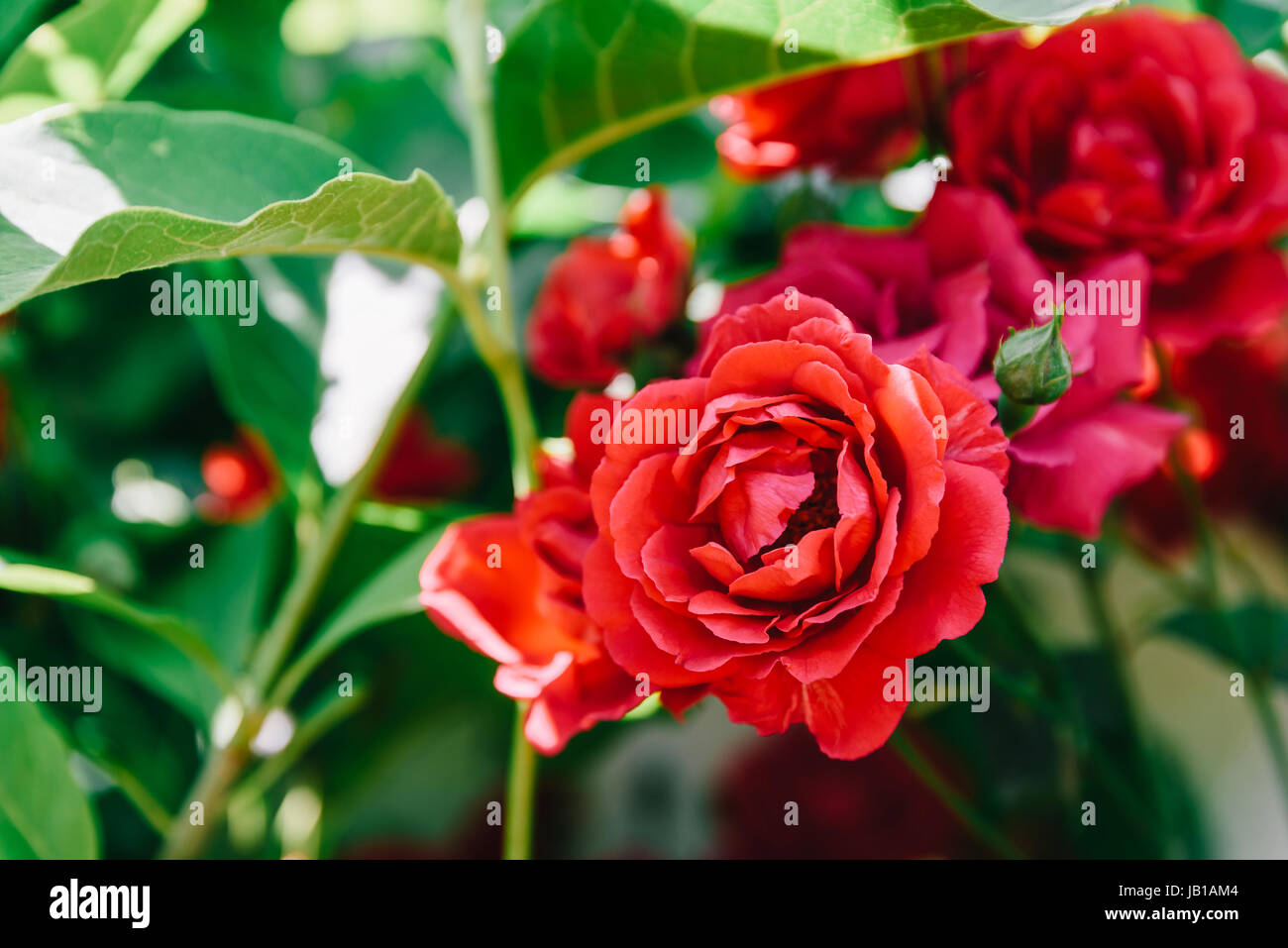 Rose roses flower flora summer plant garden nature petals hi-res stock ...