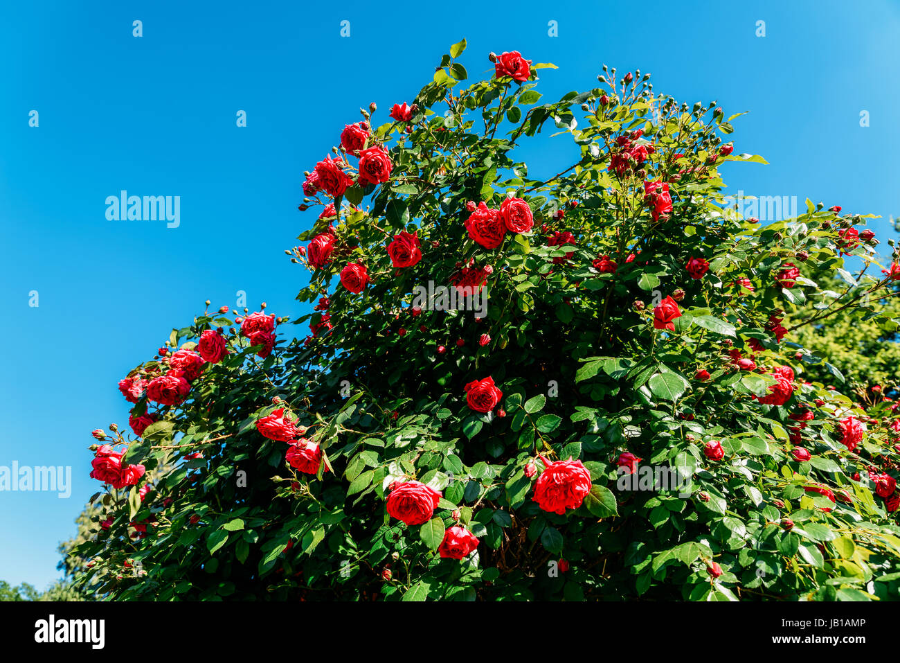 Beautiful Red Roses Garden In Summer Stock Photo - Alamy