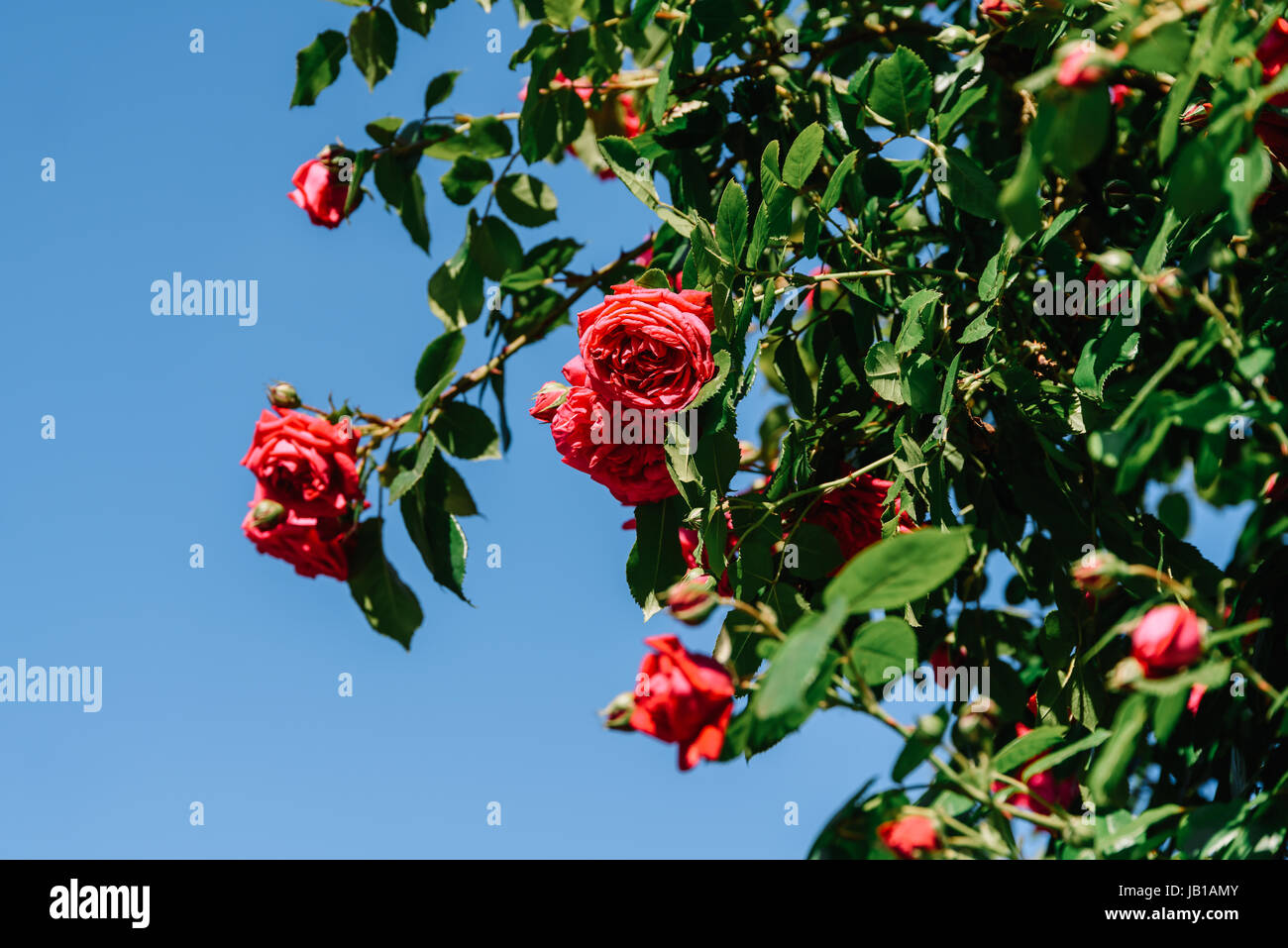 Beautiful Red Roses Garden In Summer Stock Photo - Alamy