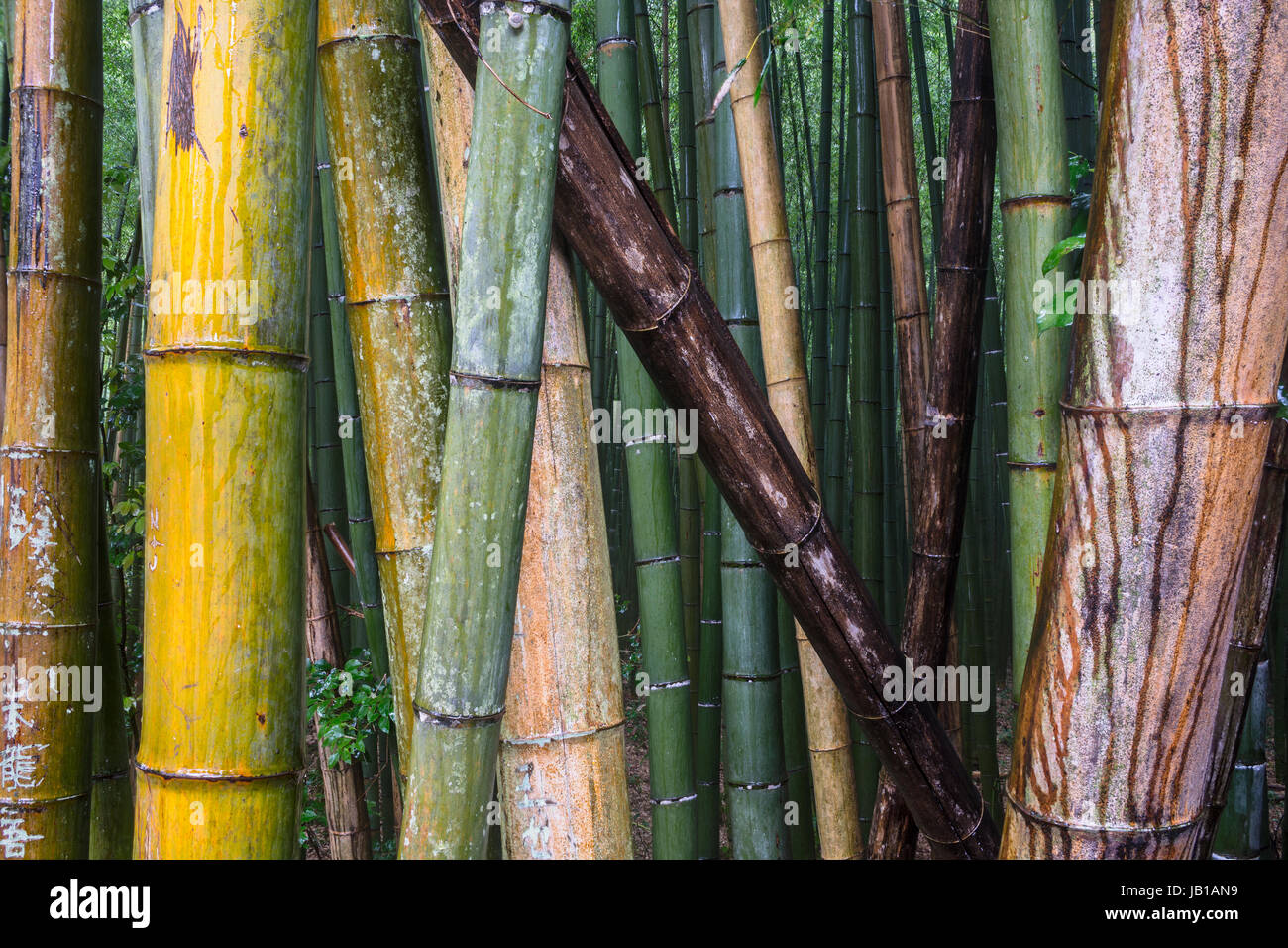 Bamboo forest of Arashiyama, Kyoto, Honshu, Japan Stock Photo - Alamy