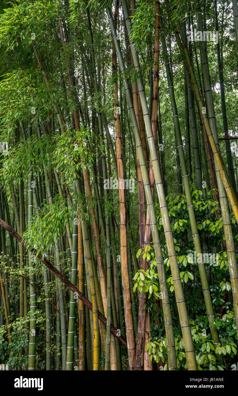 Bamboo forest of Arashiyama, Kyoto, Honshu, Japan Stock Photo - Alamy