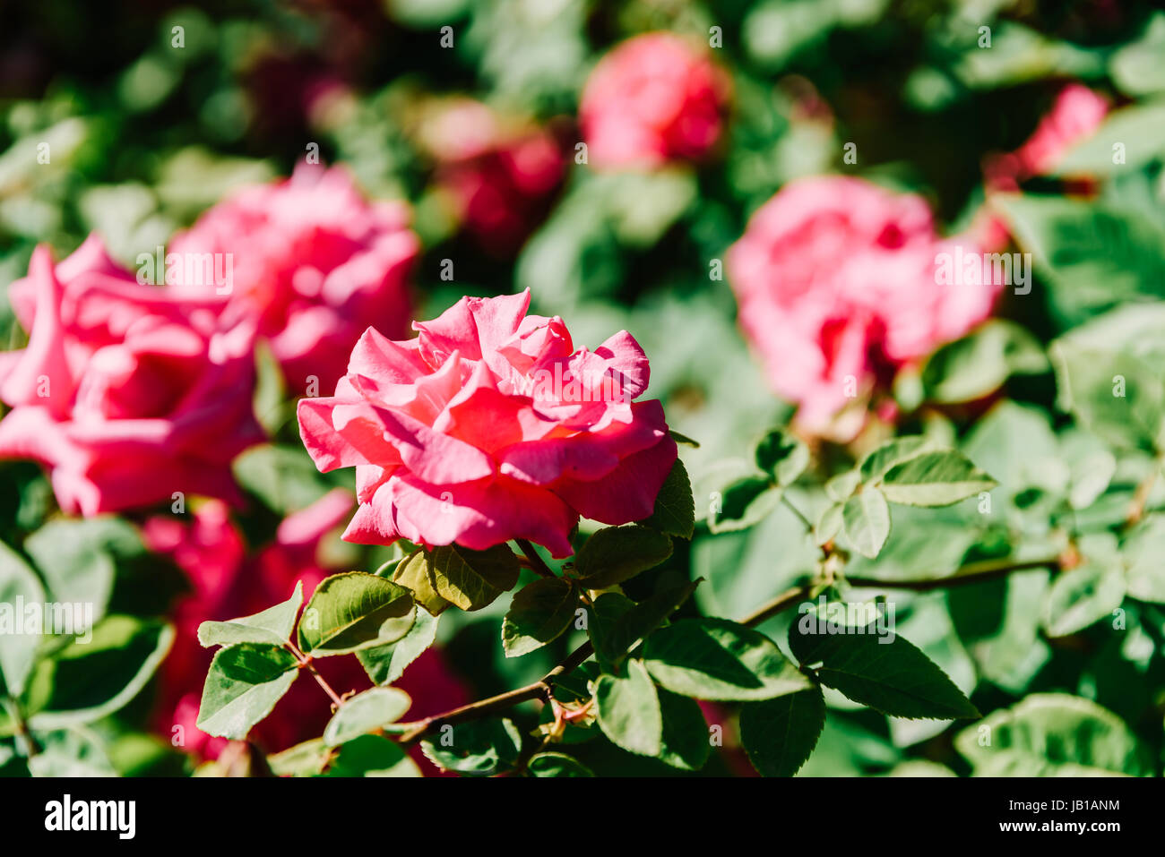 Pink rose garden hi-res stock photography and images - Alamy