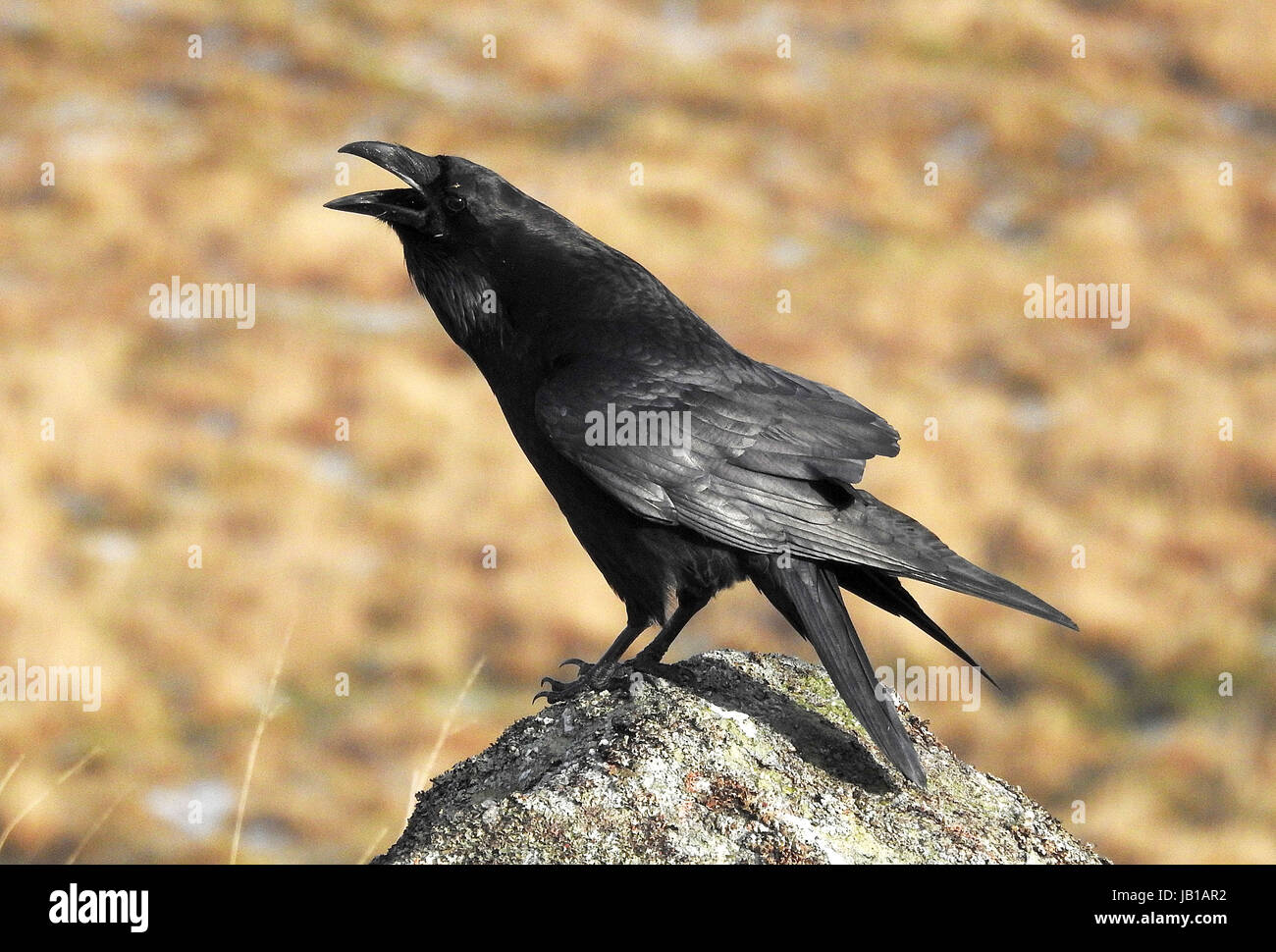 A Raven on Dartmoor,UK Stock Photo - Alamy