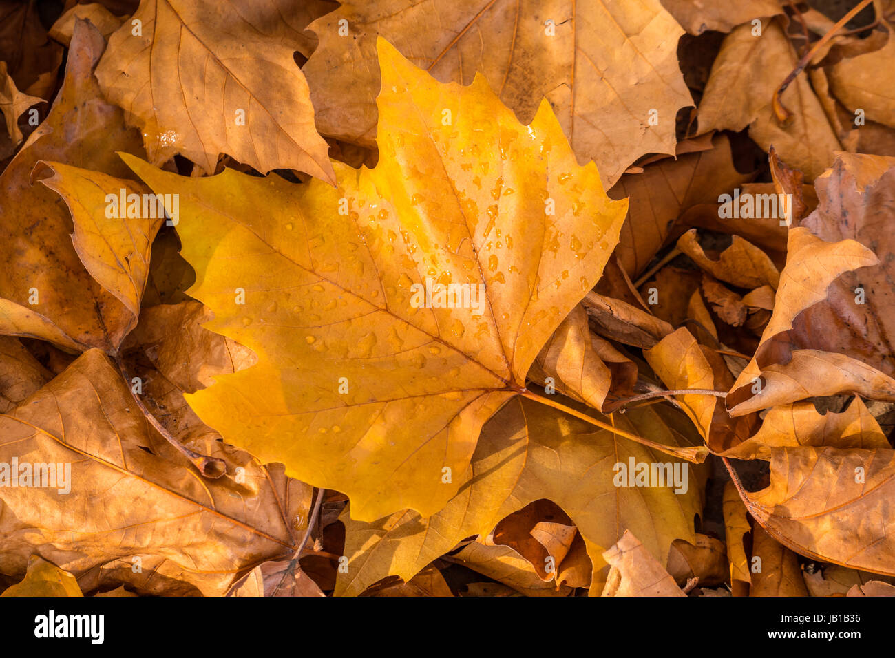 Autumn leaves hi-res stock photography and images - Alamy