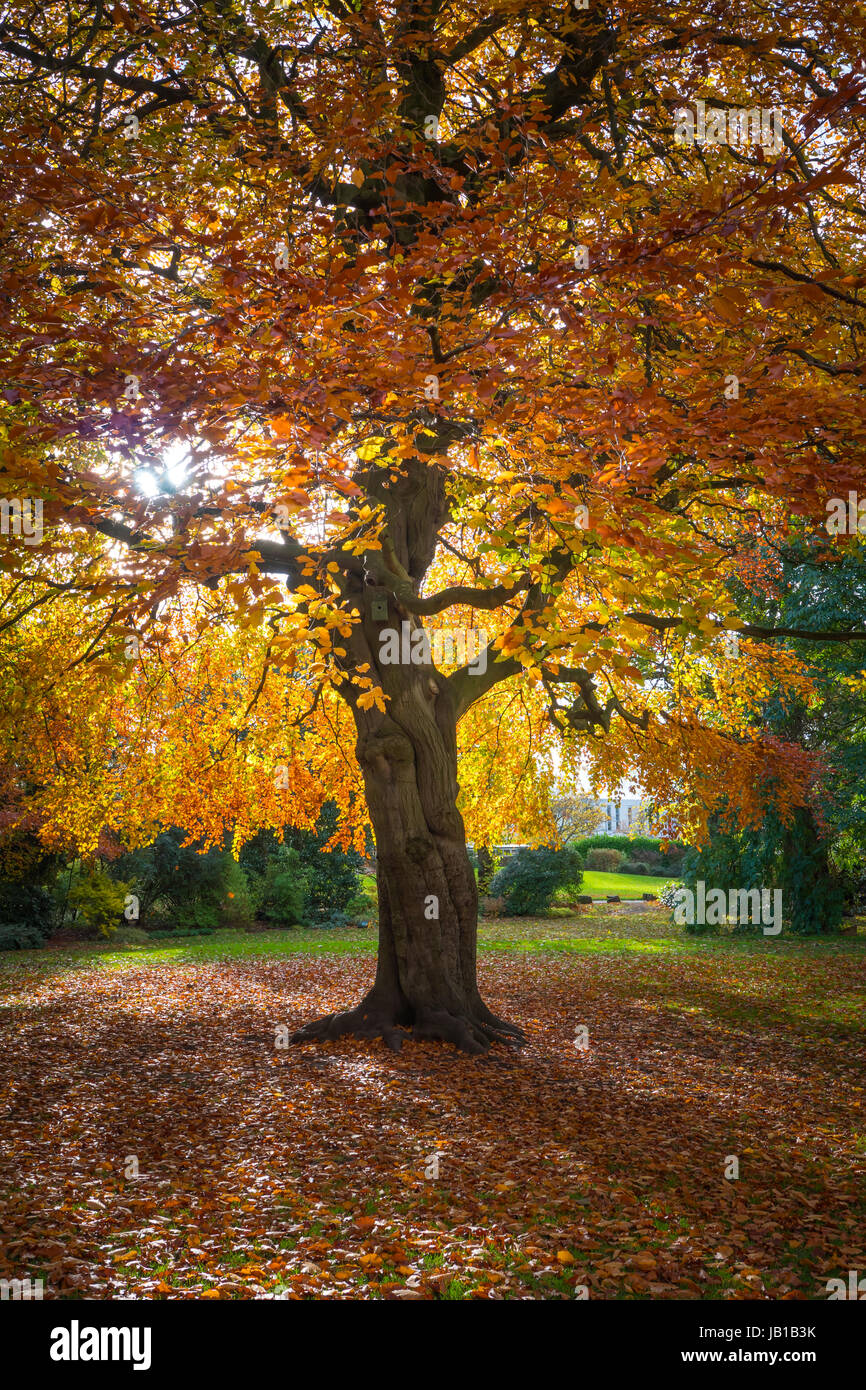 Tree and leves hi-res stock photography and images - Alamy