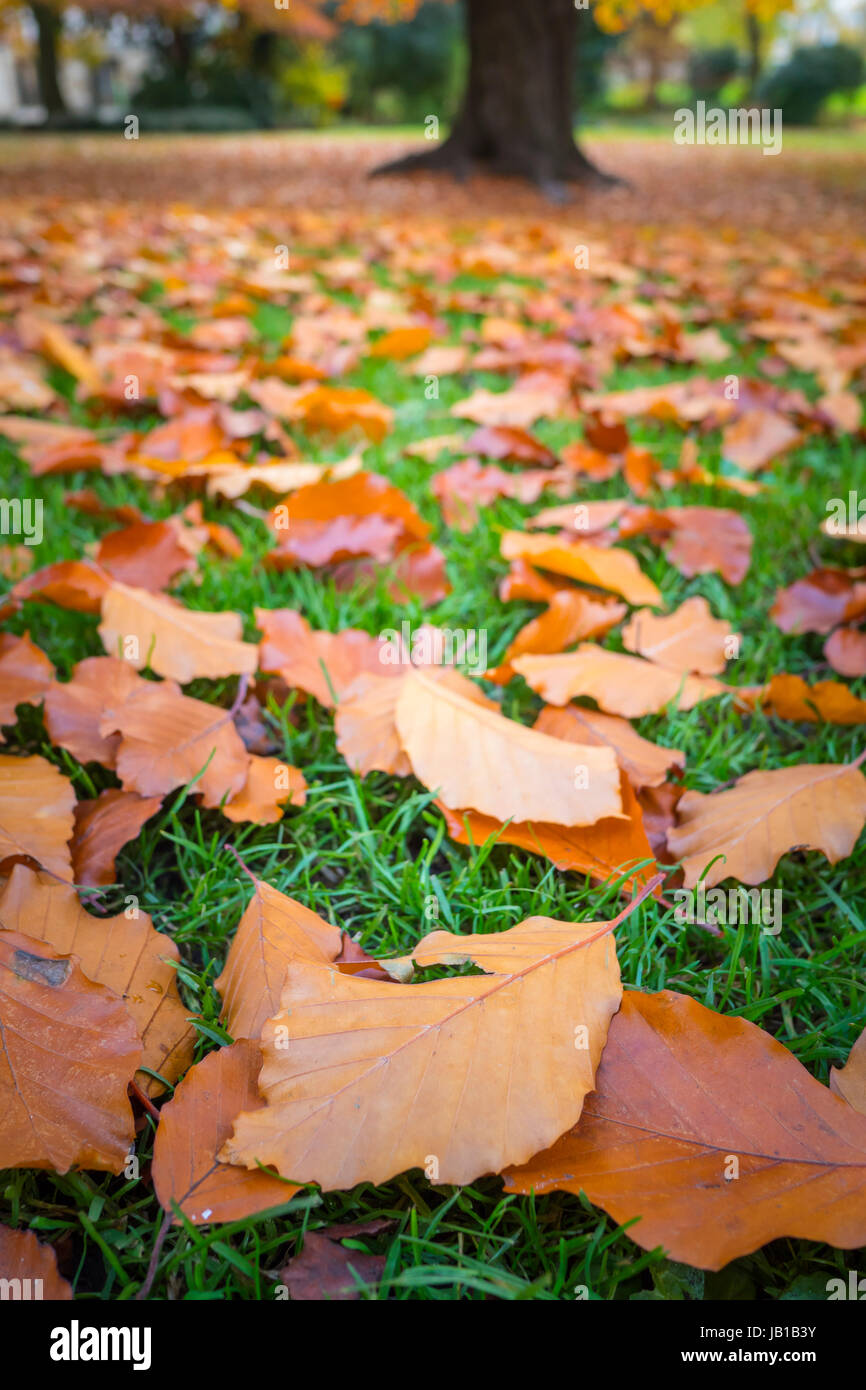 Colour of leaves hi-res stock photography and images - Alamy