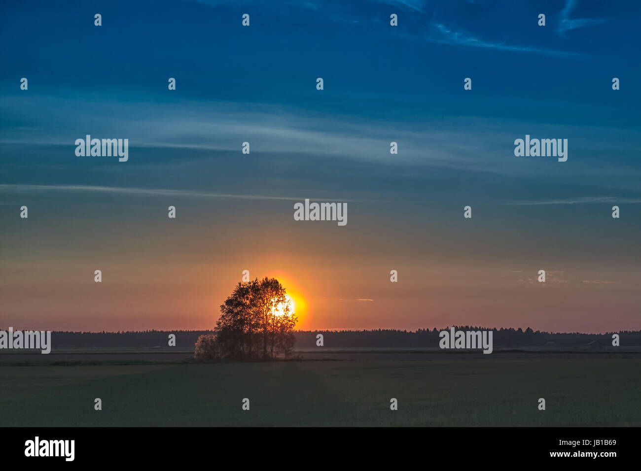 The midsummer sun is setting behind a group of trees on a fields of the ...