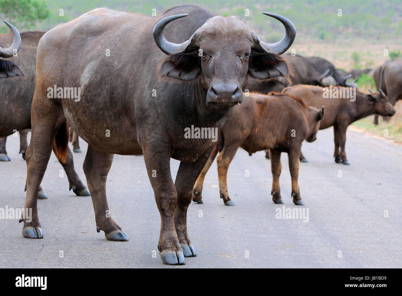 Buffalo cattle look camera cross hi-res stock photography and images ...