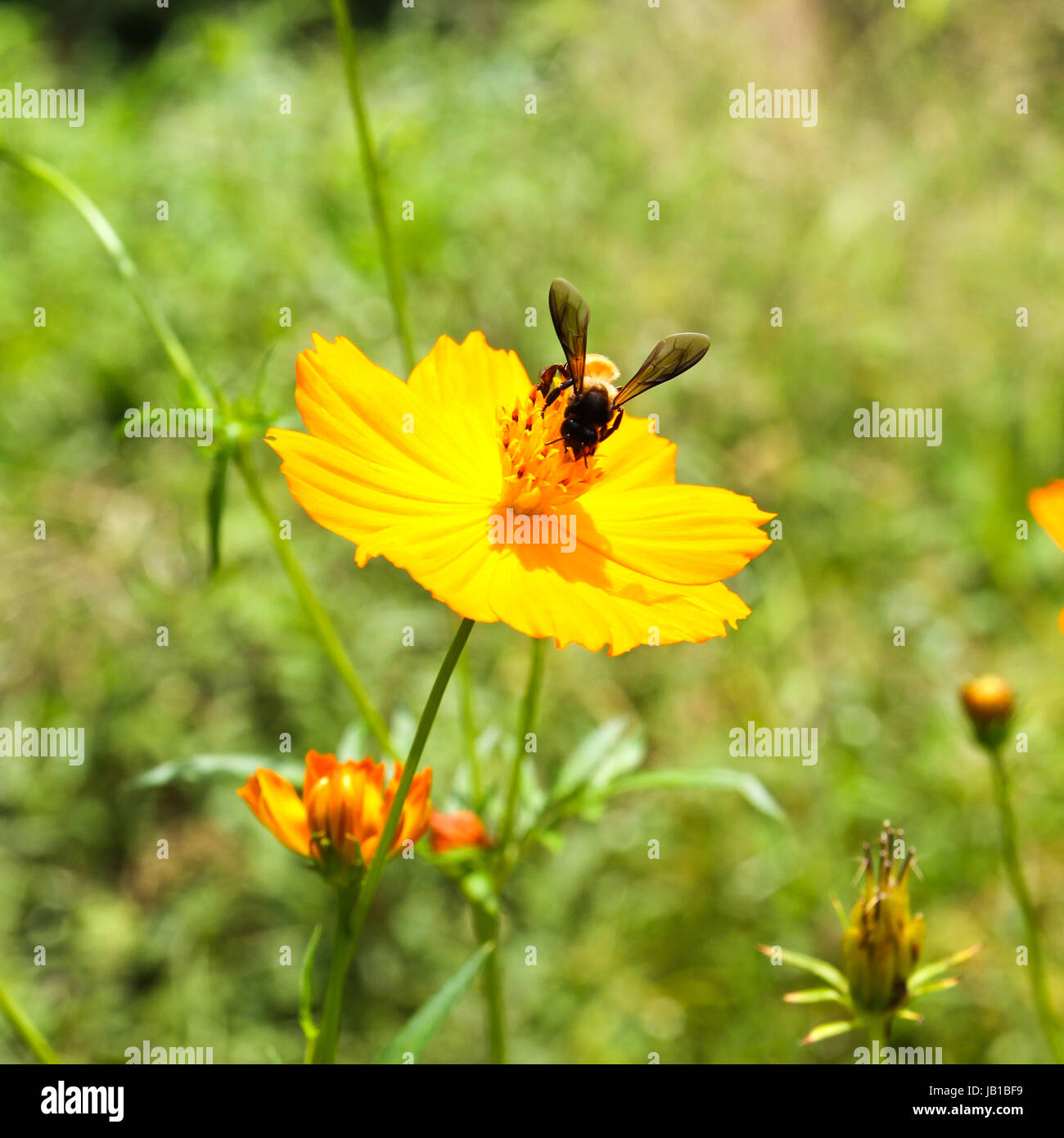 Bee and Cosmos Flower Stock Photo - Alamy