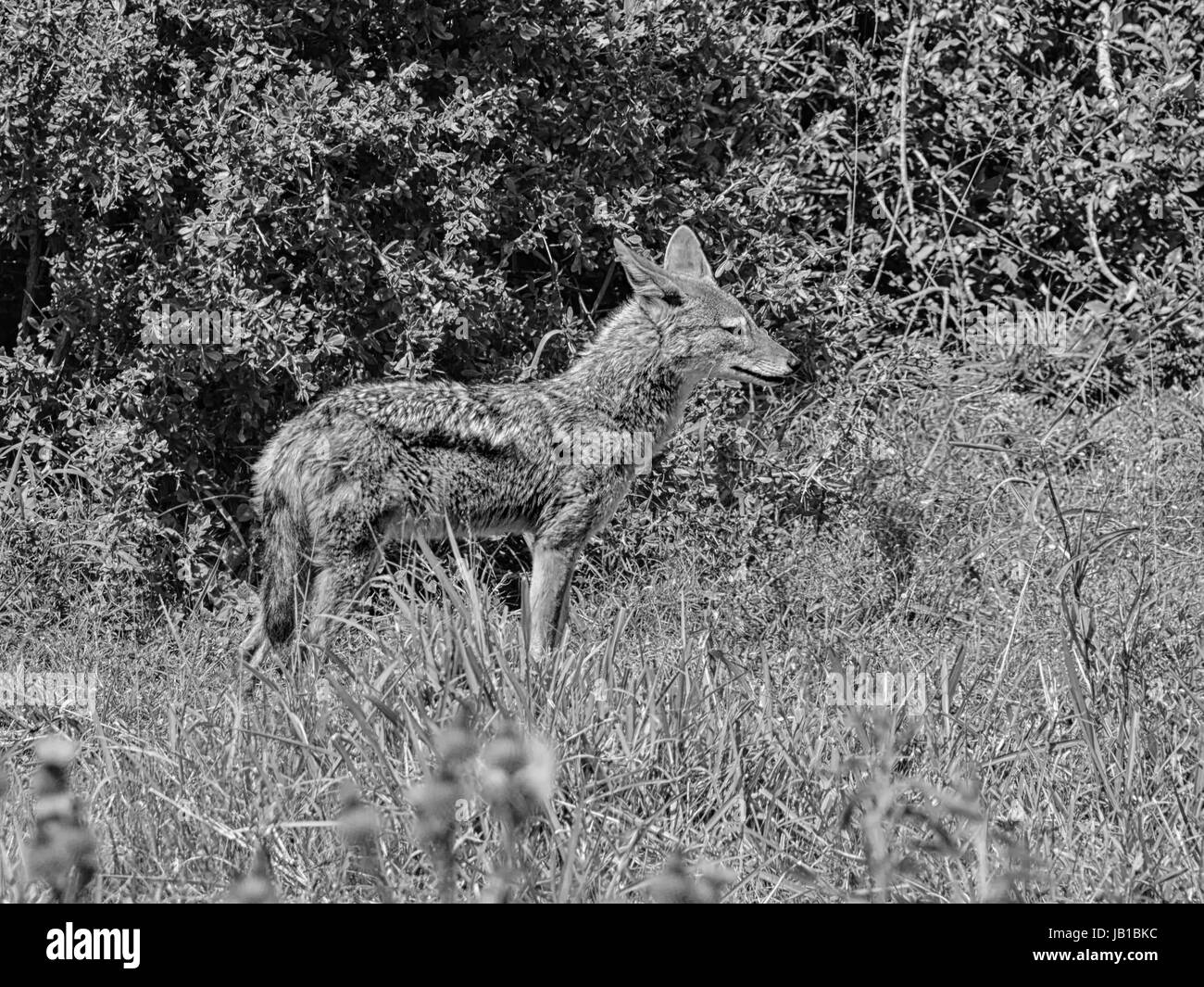 Black-backed Jackal in Southern African savanna Stock Photo - Alamy
