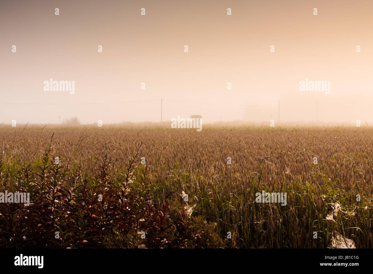 A cold autumn morning produced a heavy fog in the Northern Finland ...