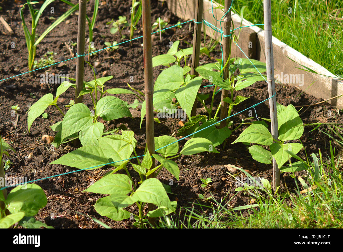 Runner beans growing up canes Stock Photo - Alamy
