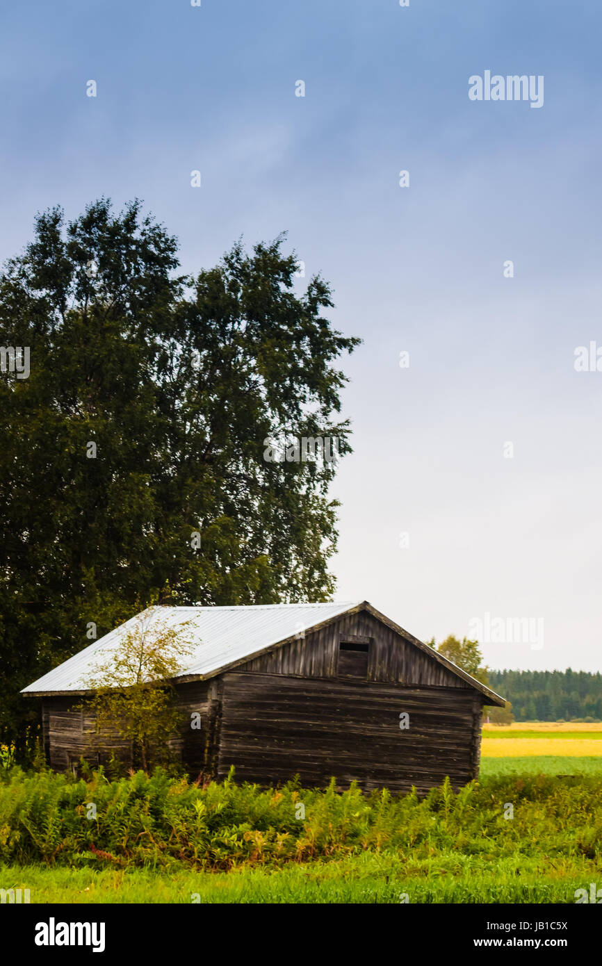An old barn house under the birch tree in the Norhtern Finland. There ...