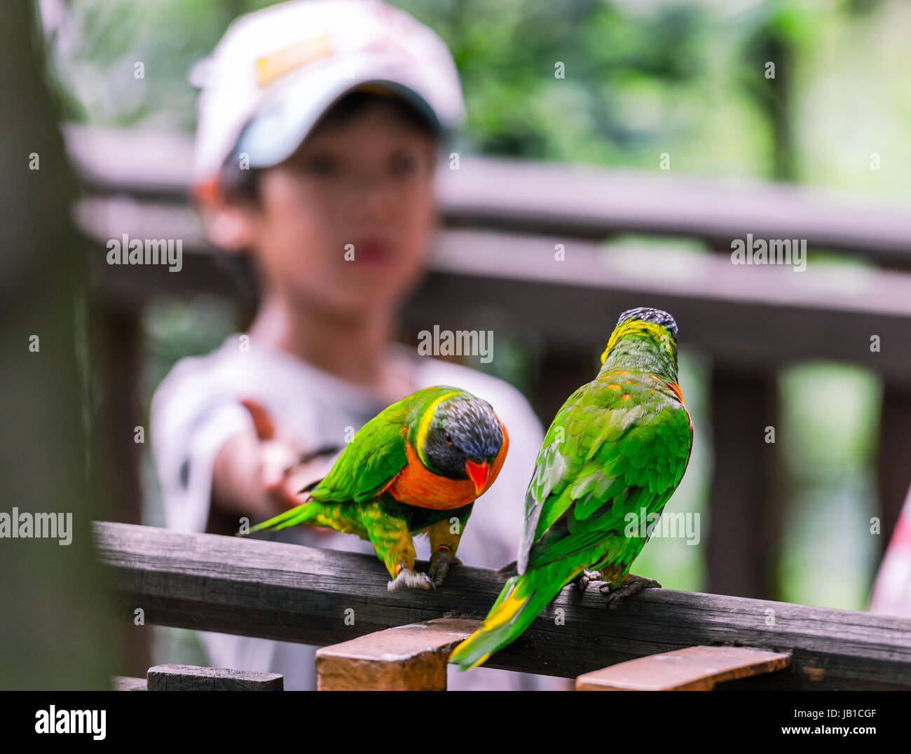 Boy reaches out for birds Stock Photo - Alamy