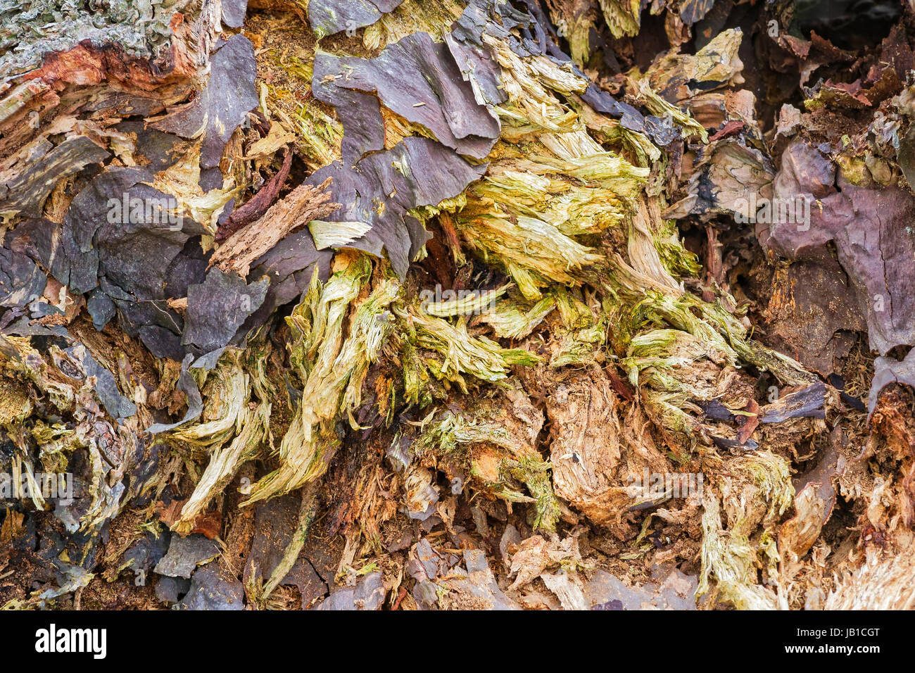 Closeup of the inside of a decaying tree stump Stock Photo - Alamy